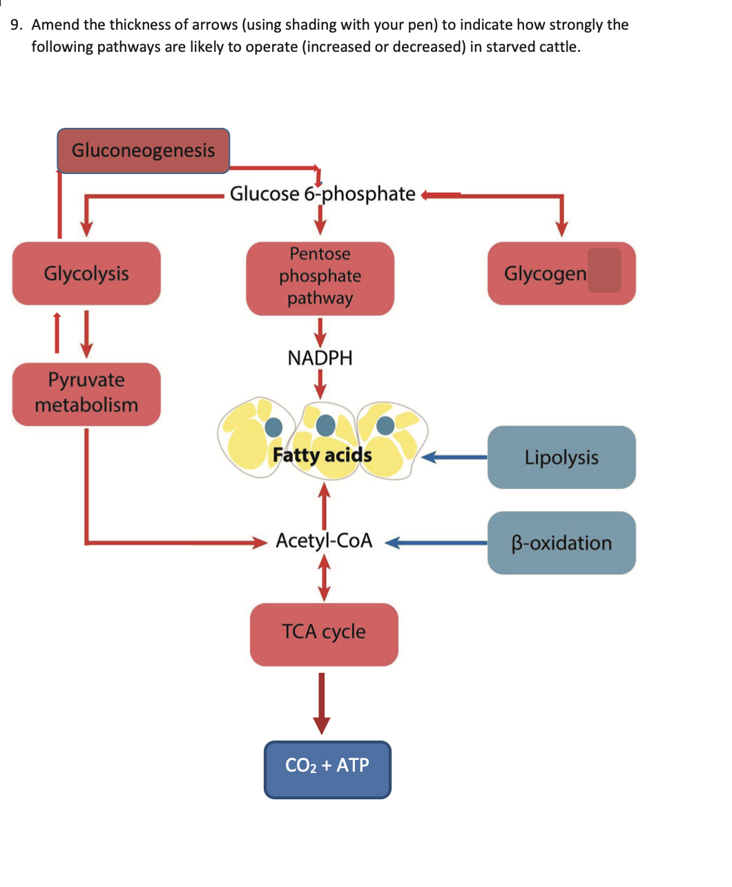 Solved Amend the thickness of arrows (using shading with | Chegg.com
