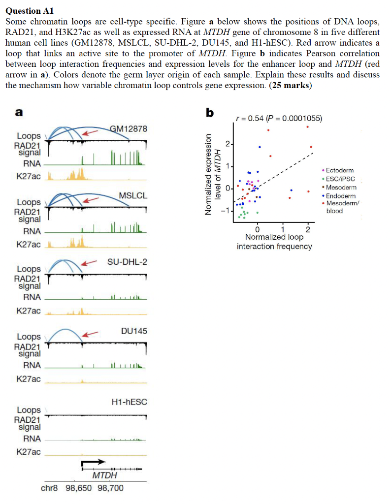 Solved Question A1 Some chromatin loops are cell-type | Chegg.com