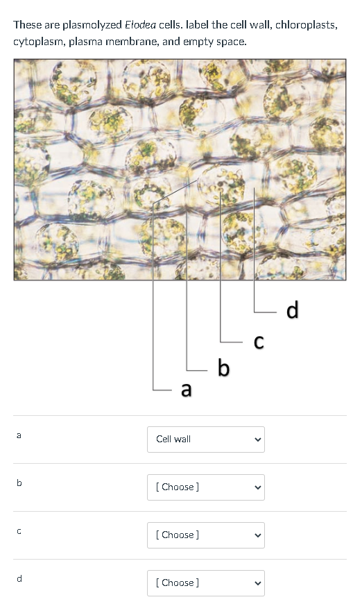 Solved These are plasmolyzed Elodea cell5. label the cell | Chegg.com
