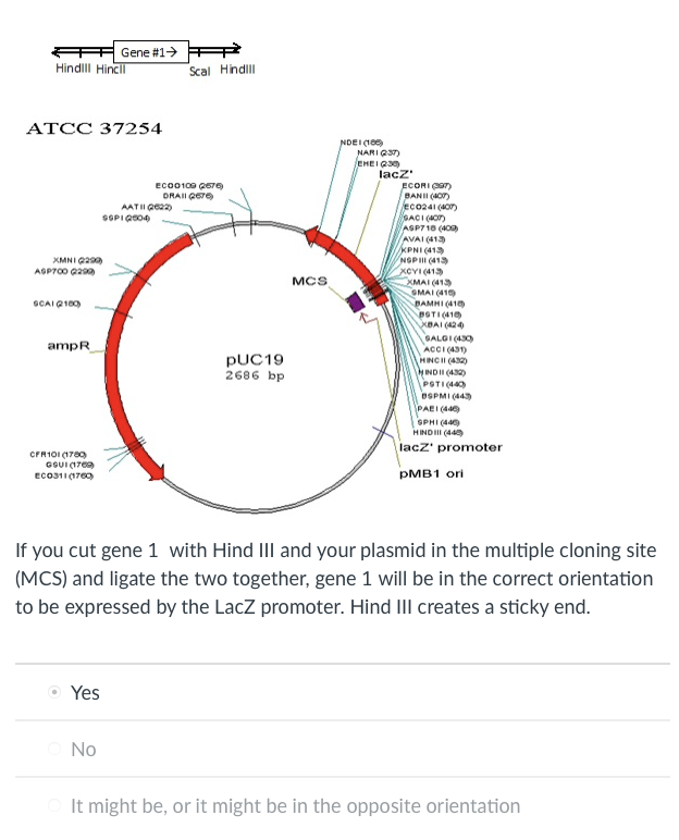 Solved If you cut gene 1 with Hind III and your plasmid in | Chegg.com