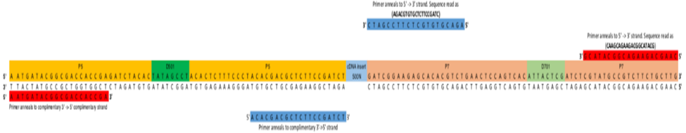 Solved The cDNA insert pictured above is double-stranded, | Chegg.com