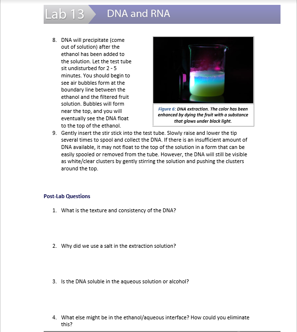 Solved: Lab 13 DNA And RNA Experiment 3: DNA Extraction Mu... | Chegg.com