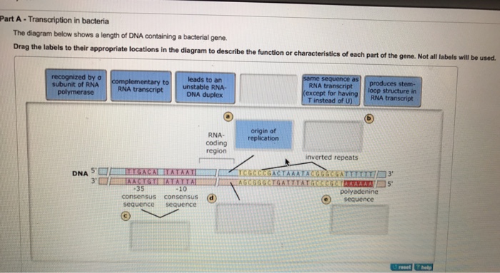 Solved The diagram below shows a length of DNA containing a | Chegg.com