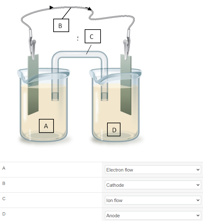 Solved B C A D A Electron flow B Cathode C Ion flow D Anode | Chegg.com