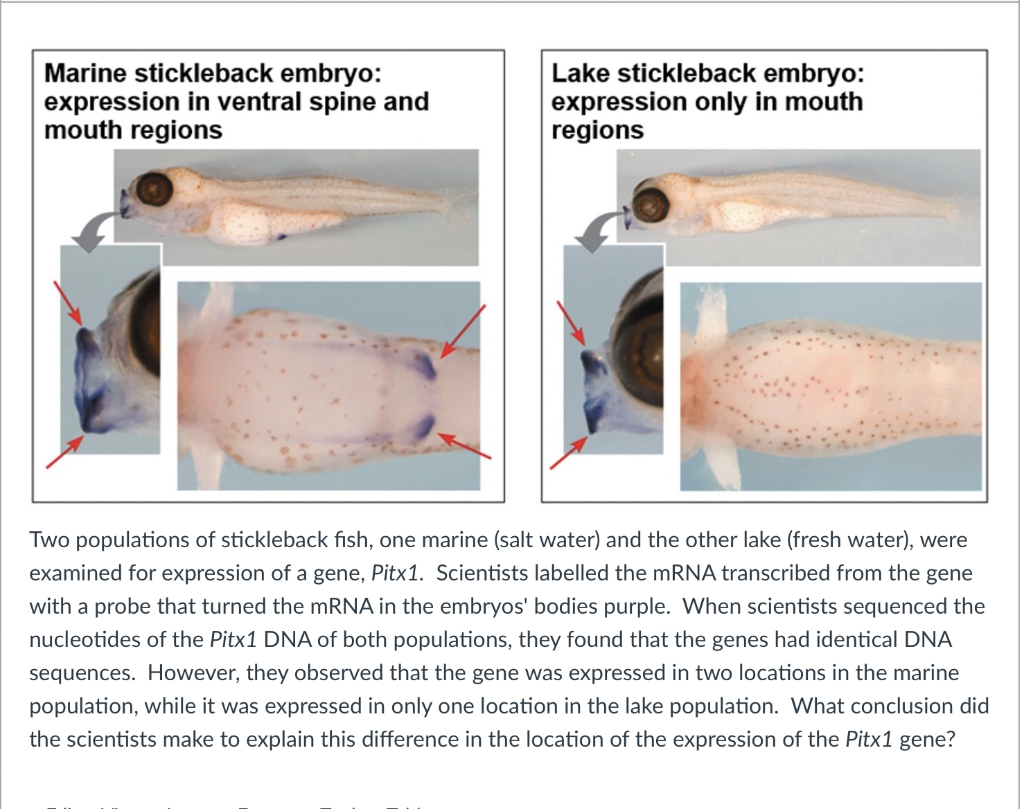 Solved Marine stickleback embryo: expression in ventral | Chegg.com