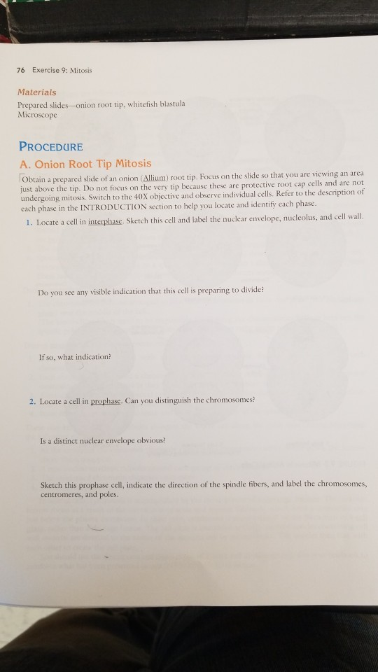 76 Exercise 9: Mitosis Materials repared slides-onion | Chegg.com
