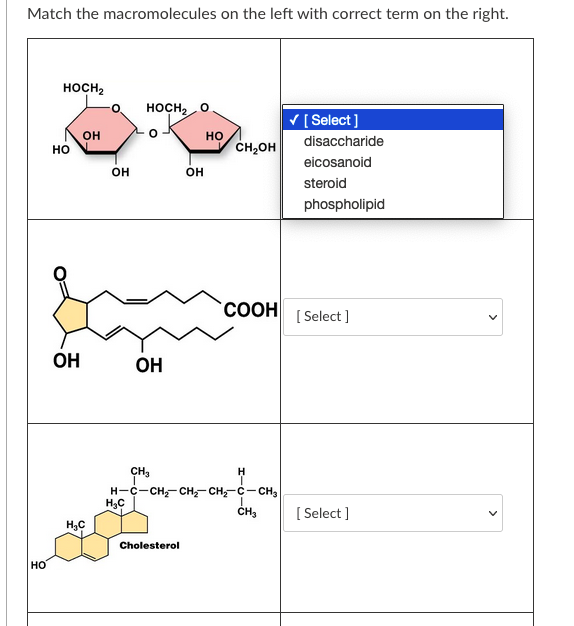 Solved Match the macromolecules on the left with correct | Chegg.com