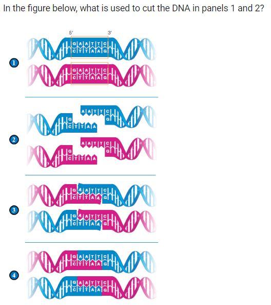 Solved In the figure below, what is used to cut the DNA in | Chegg.com
