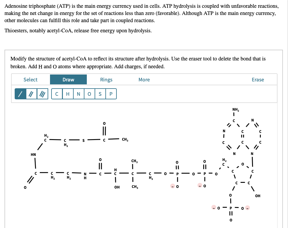 Solved Adenosine triphosphate (ATP) is the main energy | Chegg.com