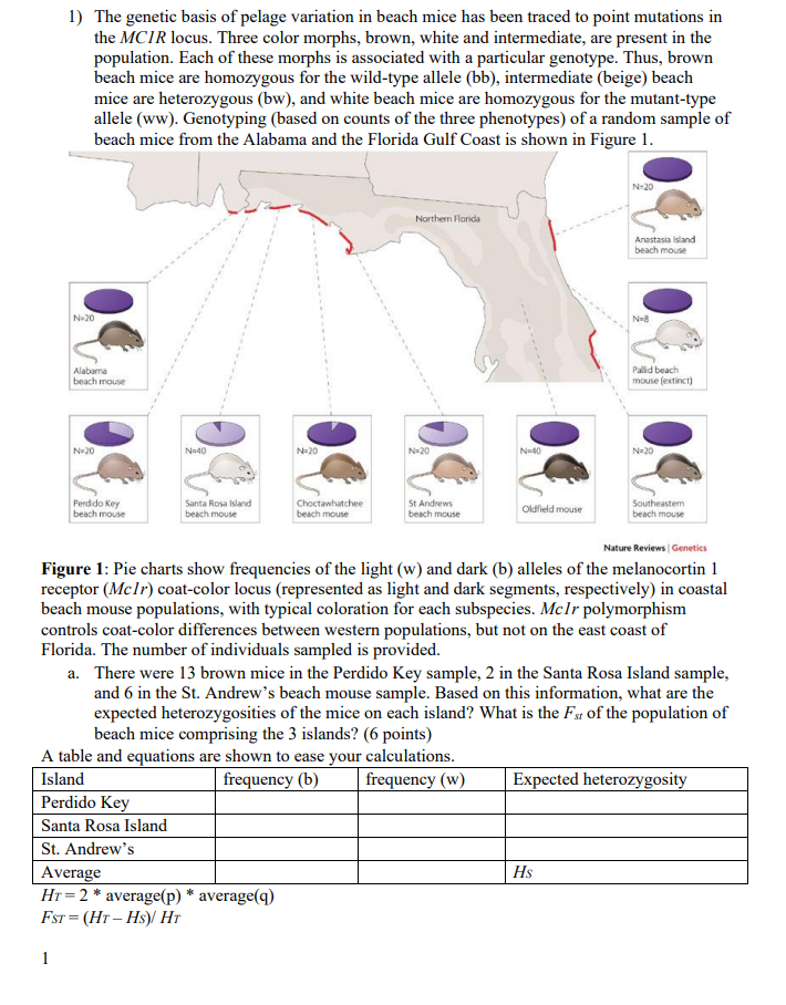 1) The genetic basis of pelage variation in beach | Chegg.com