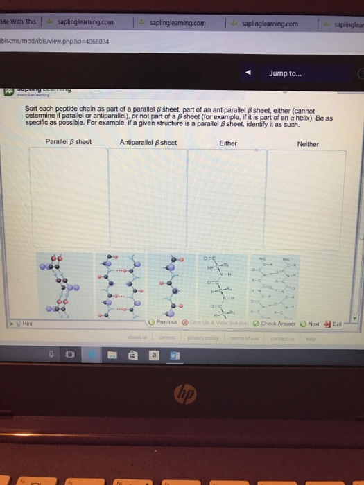 Solved Sort each peptide chain as part of a parallel fi | Chegg.com