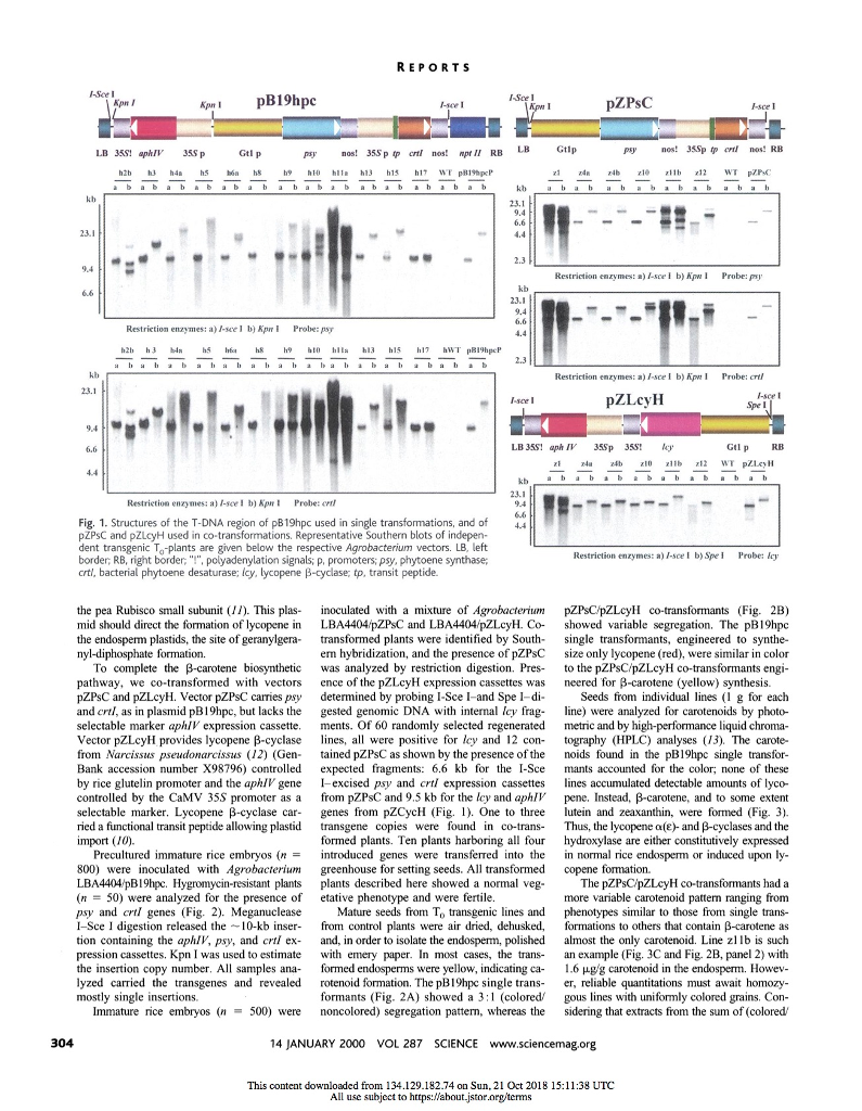 Solved Fig. 1. Structures of the T-DNA region of pB19hpc | Chegg.com