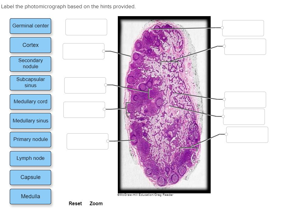 Solved: Label The Photomicrograph Based On The Hints Provi... | Chegg.com