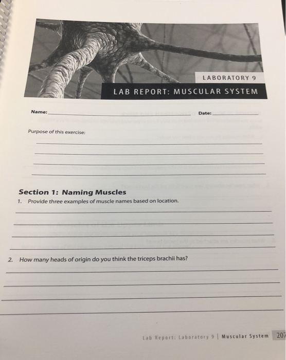 LABORATORY 9 LAB REPORT: MUSCULAR SYSTEM Name: Date: | Chegg.com