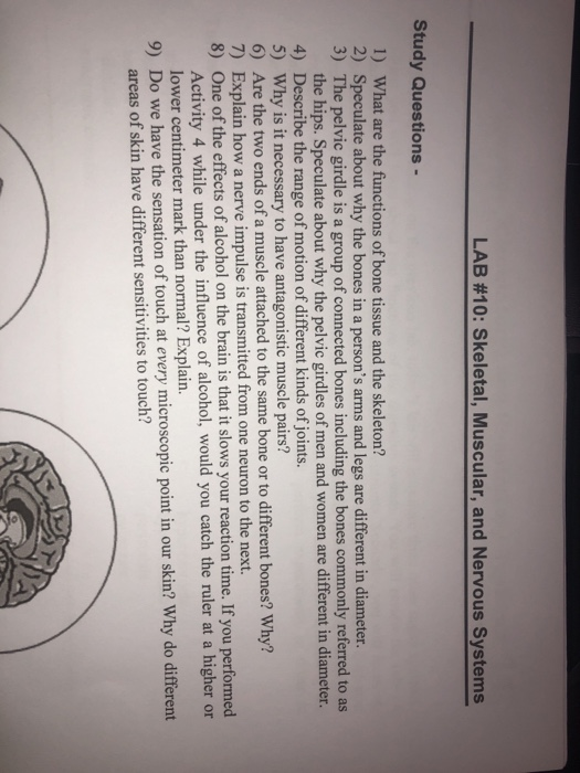 Solved LAB #10: Skeletal, Muscular, and Nervous Systems | Chegg.com