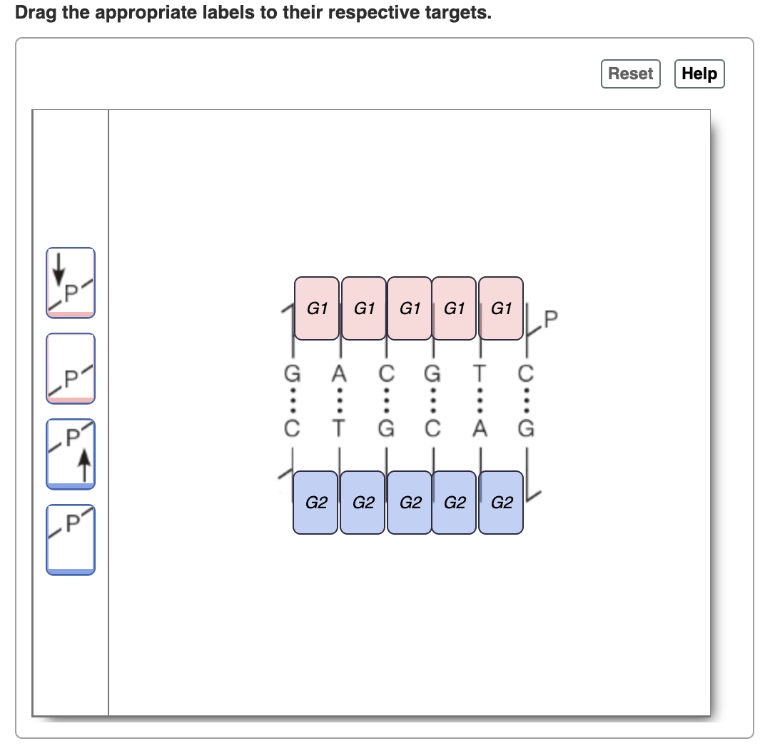 Use arrows (↑↓) to identify type II cleavage sites | Chegg.com Use arrows (↑↓) to identify type II cleavage sites | Chegg.com