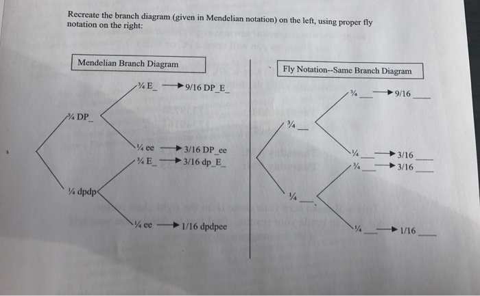 Solved Recreate the branch diagram (given in Mendelian | Chegg.com