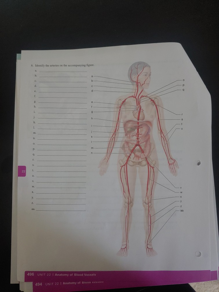Solved Identify the arteries on the accompanying figure. - | Chegg.com
