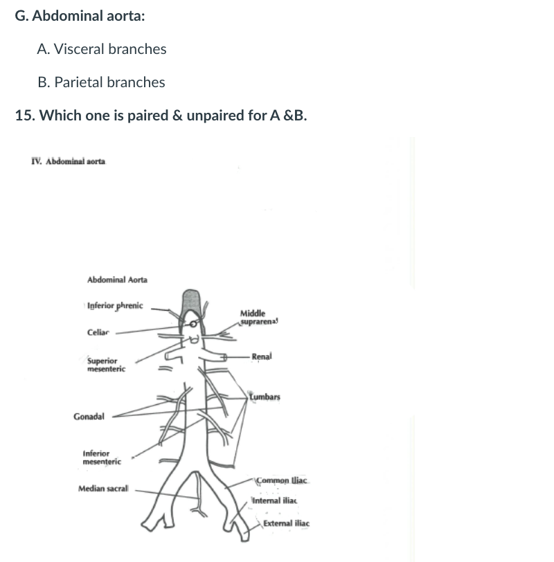 Solved G. Abdominal aorta: A. Visceral branches B. Parietal | Chegg.com