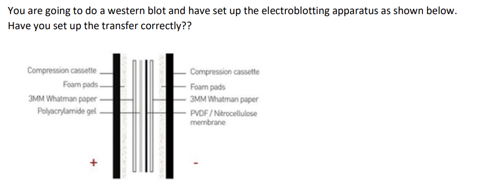 Solved You are going to do a western blot and have set up | Chegg.com