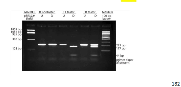 Solved Genotype Phenotype Weak Taster Strong Taster | Chegg.com