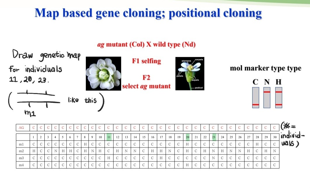 Solved need the answer for this in a genetic map drawing for | Chegg.com