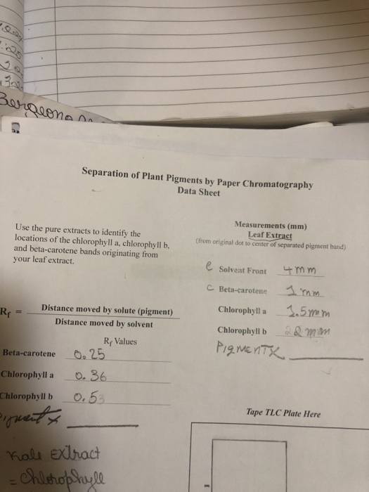 Paper Chromatography Chlorophyll