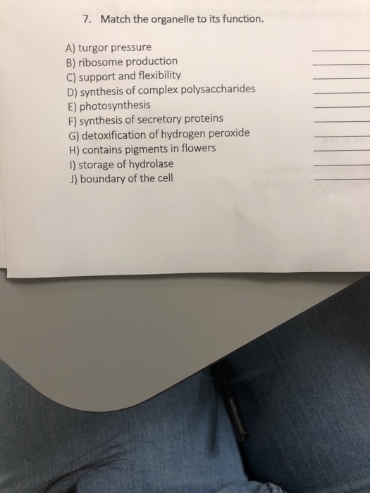 Solved 7. Match the organelle to its function A) turgor | Chegg.com