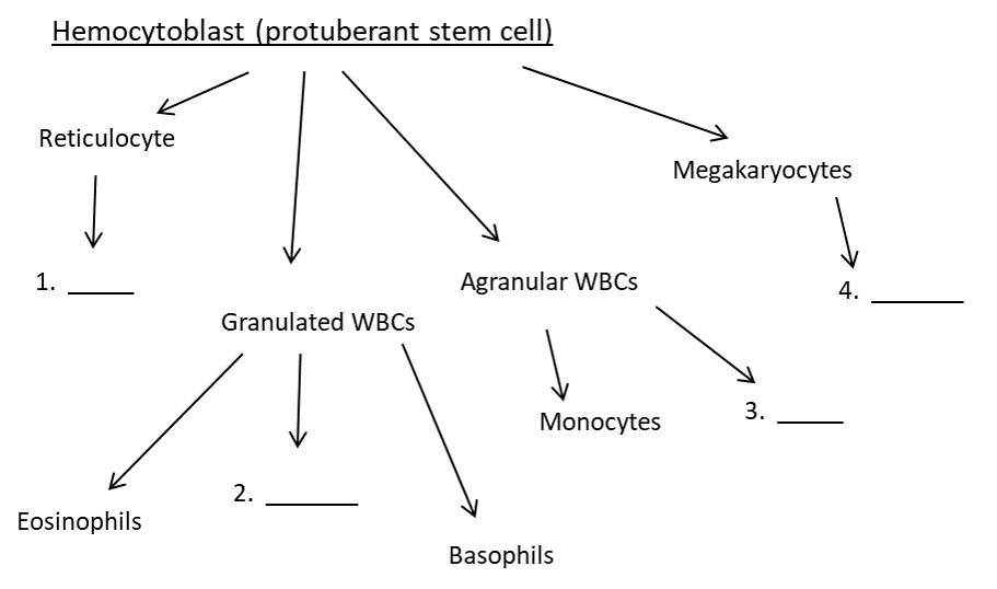 Solved Match the numbers in the concept map to the correct | Chegg.com