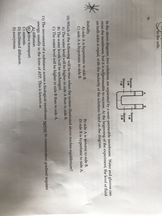 Solved to the cells. 9) Sucrose 1 M 2 M 1 M Glucose 2 M In | Chegg.com