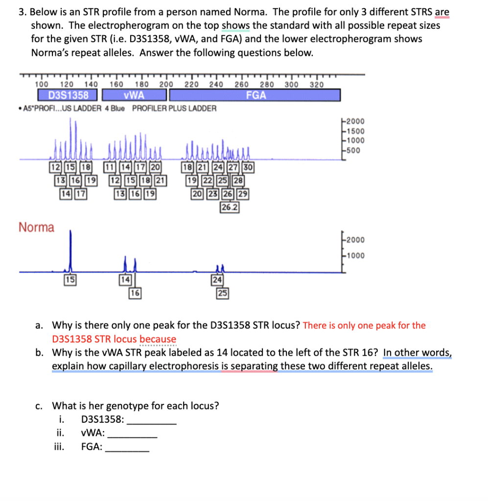 3. Below is an STR profile from a person named Norma. | Chegg.com