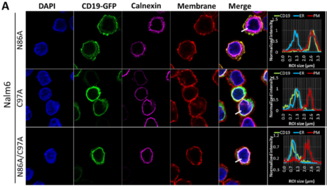 1. You are using fluorescence microscopy to determine | Chegg.com