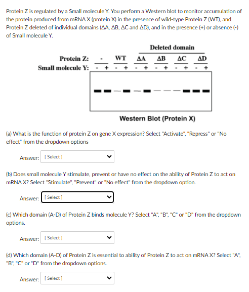 Solved Protein Z is regulated by a small molecule Y. You | Chegg.com