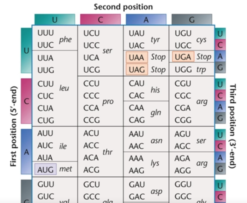 Solved What is the specific codon for Tyr in this | Chegg.com