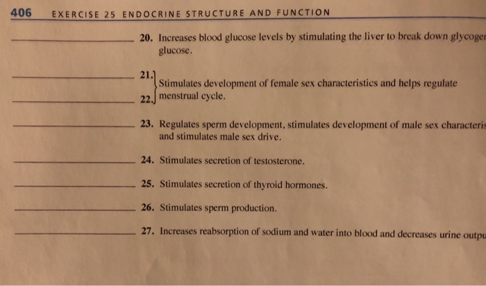 Solved 405 EXERCISE 25 ENDOCRINE STRUCTURE AND FUNCTION C. | Chegg.com