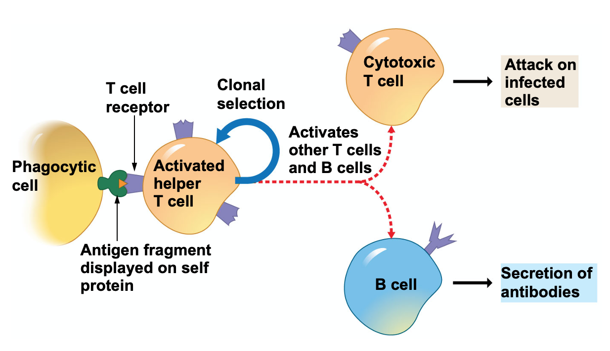 Solved 01. Fill in the missing labels on this overview of | Chegg.com