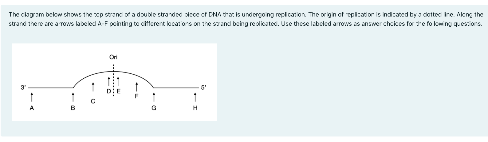 Solved The diagram below shows the top strand of a double | Chegg.com