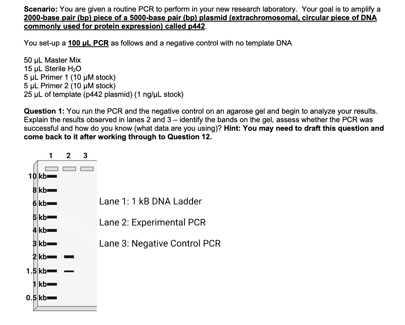 Solved You run the PCR and the negative control on an | Chegg.com