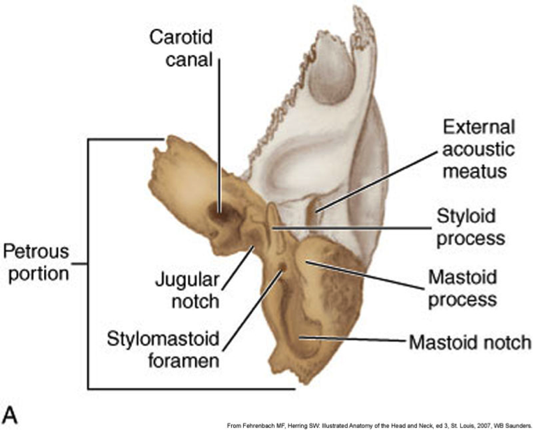 Jugular Notch Of Occipital Bone