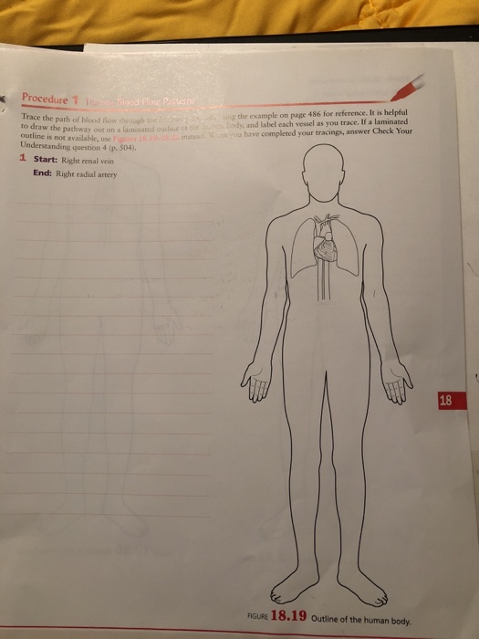 Procedure 1 1 Trace the path of blood flow thrdugh to | Chegg.com