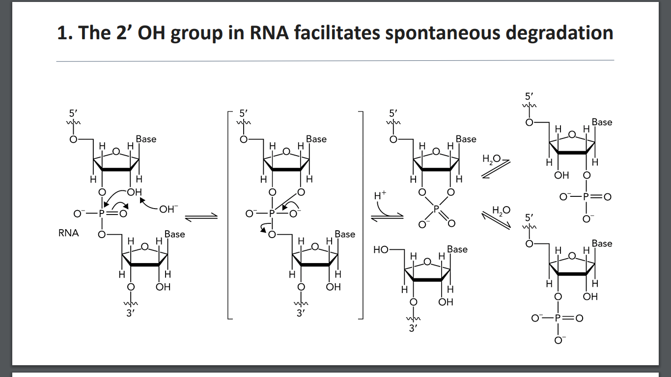 Solved The 2' ﻿OH group in RNA facilitates spontaneous | Chegg.com