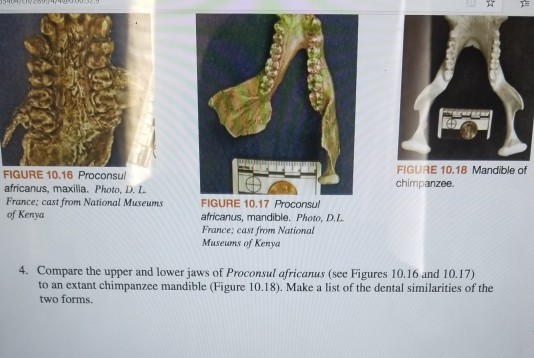 FIGURE 10.18 Mandible of chimpanzee. FIGURE 10.16 | Chegg.com