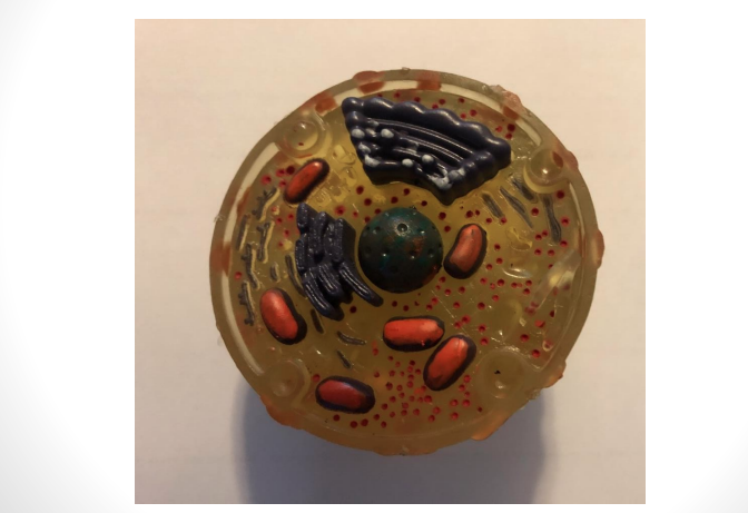 - Label the White Blood Cell Model | Chegg.com