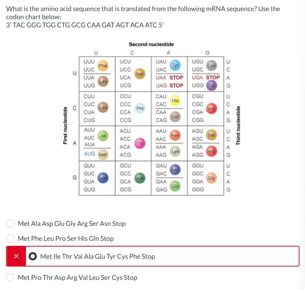 Solved What is the amino acid sequence that is translated | Chegg.com