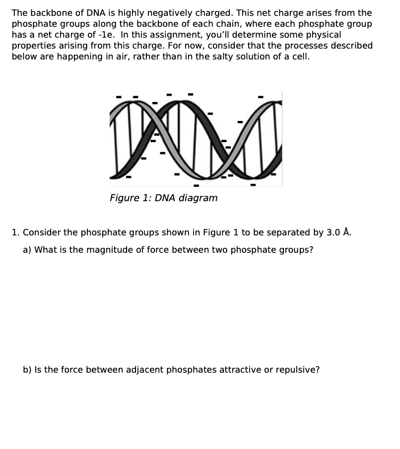 Solved The backbone of DNA is highly negatively charged. | Chegg.com