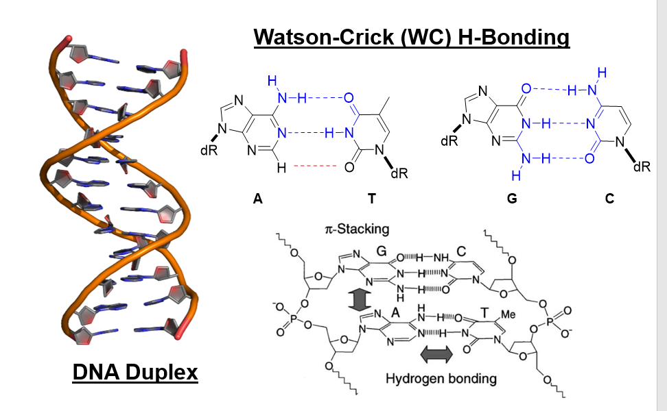 Solved Slide 58 of your Intro notes shows the Watson-Crick | Chegg.com