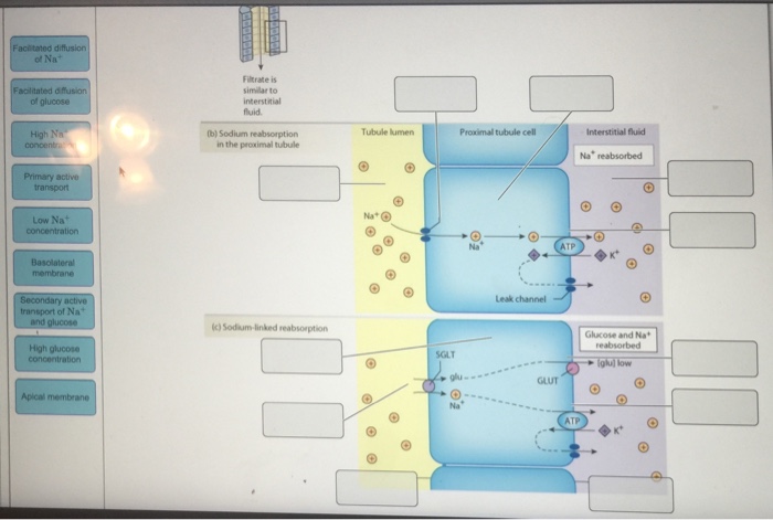 Solved Drag the labels onto the diagram to identify the | Chegg.com