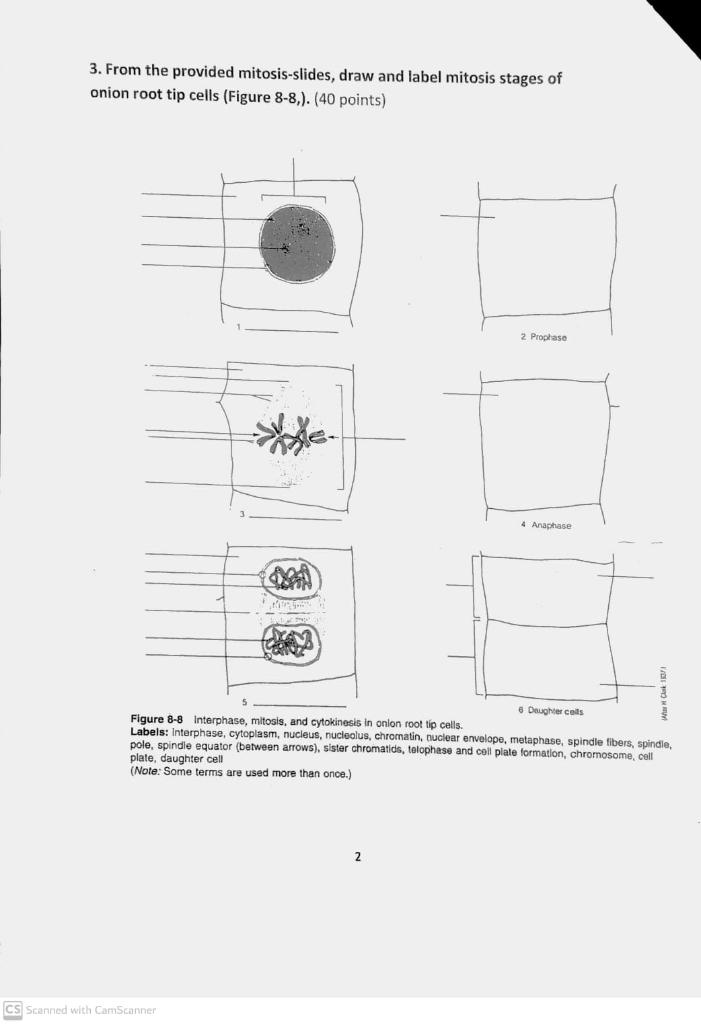 Solved 3. From the provided mitosis-slides, draw and label | Chegg.com