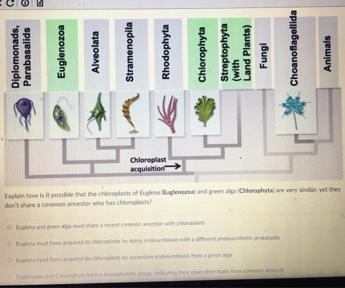 Solved 2 CO Chloroplast acquisition Choanoflagellates are | Chegg.com