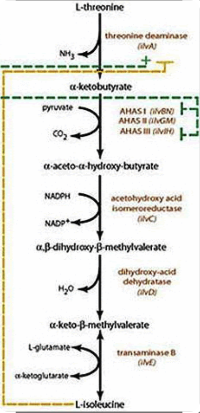 Solved What is the detailed mechanism for dihydroxy-acid | Chegg.com